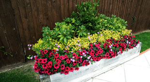 Ferring Nurseries Blog