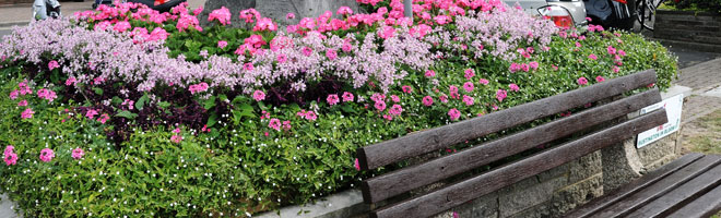 Ferring Nurseries Blog